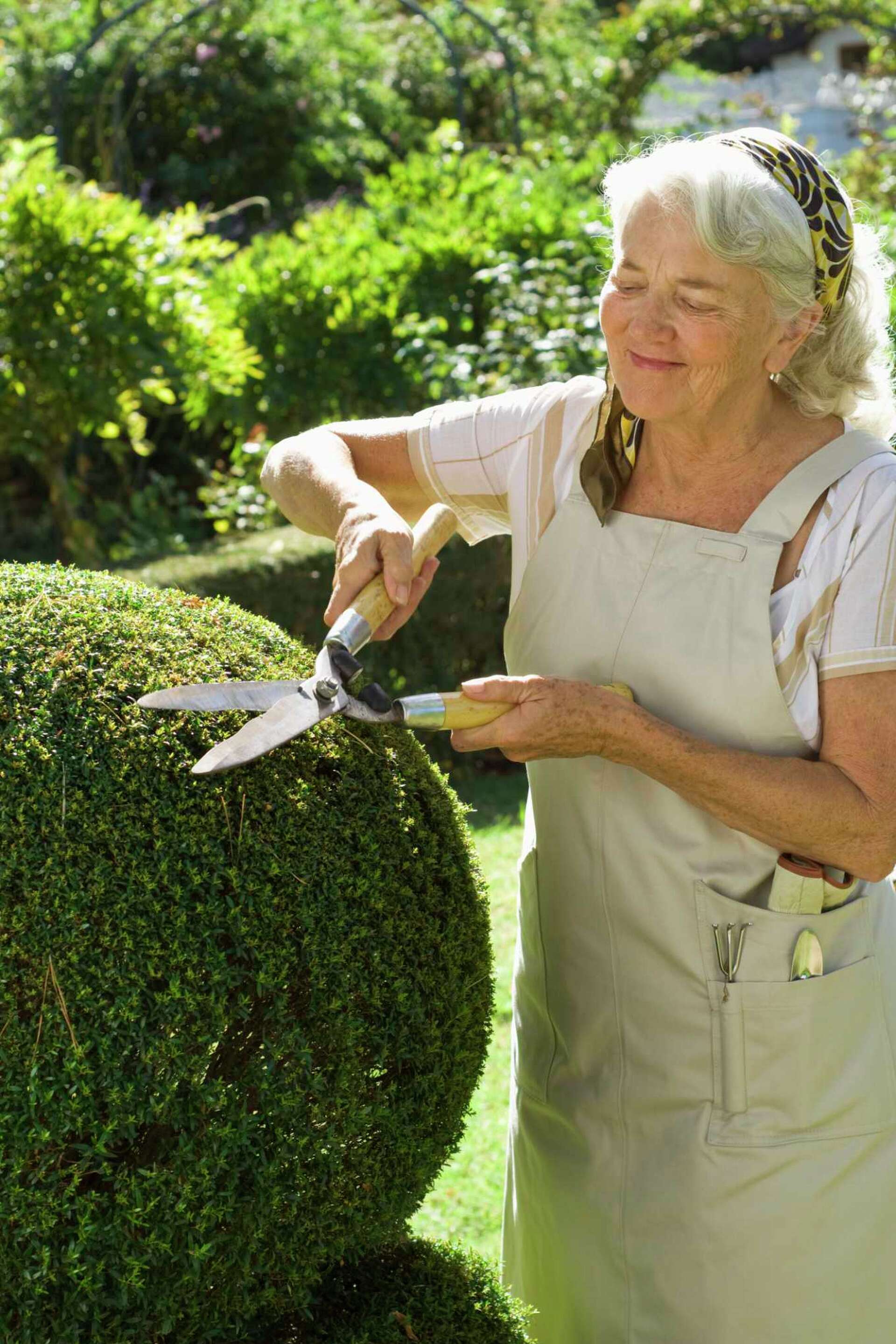 Round Shaped Evergreen Shrubs
