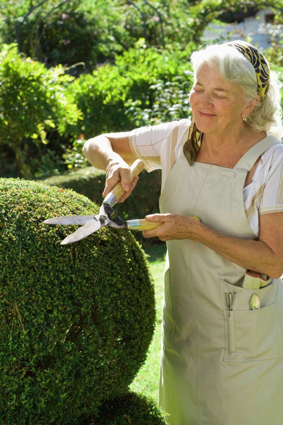 Round Shaped Evergreen Shrubs