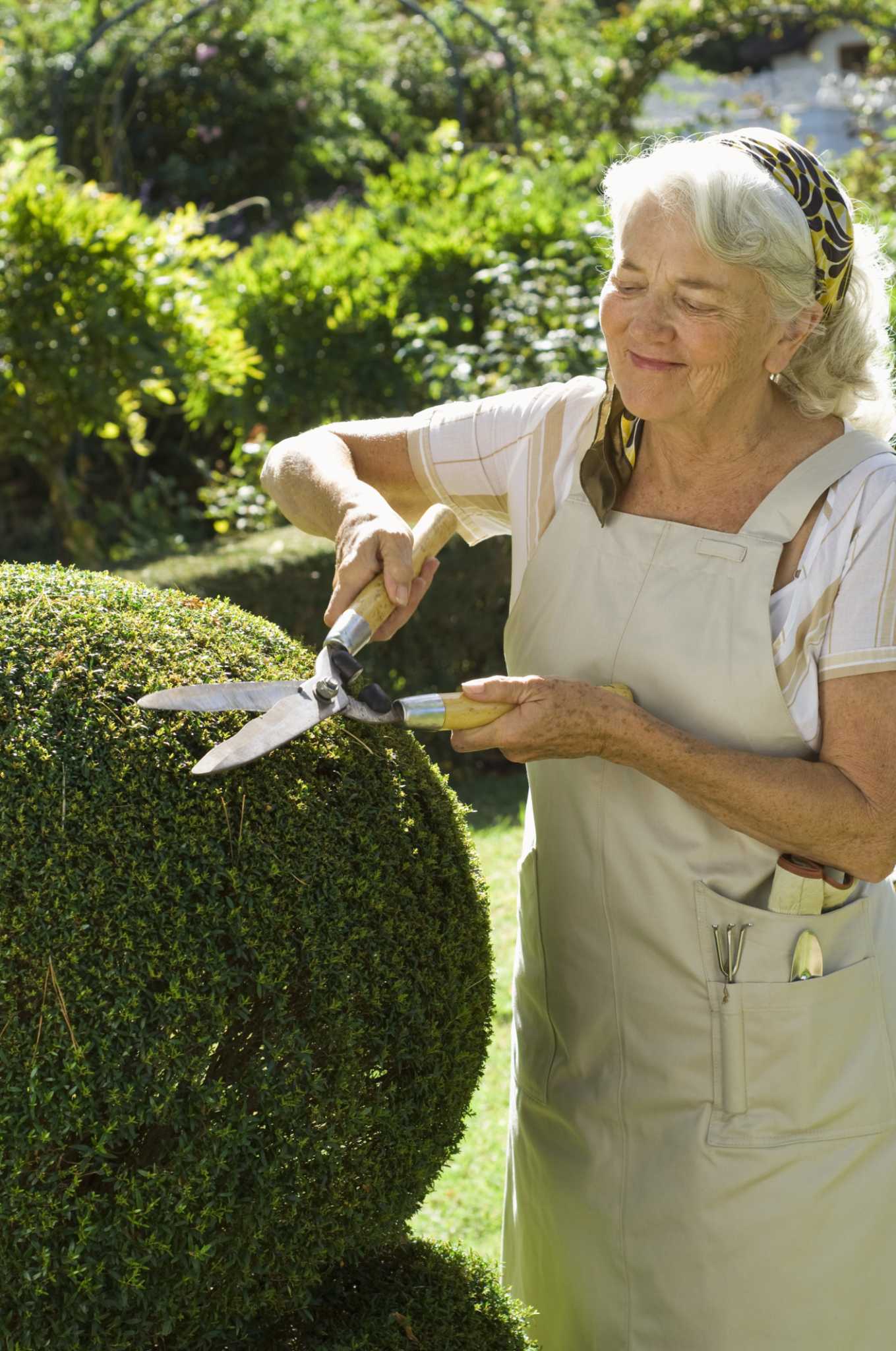 Round Shaped Evergreen Shrubs