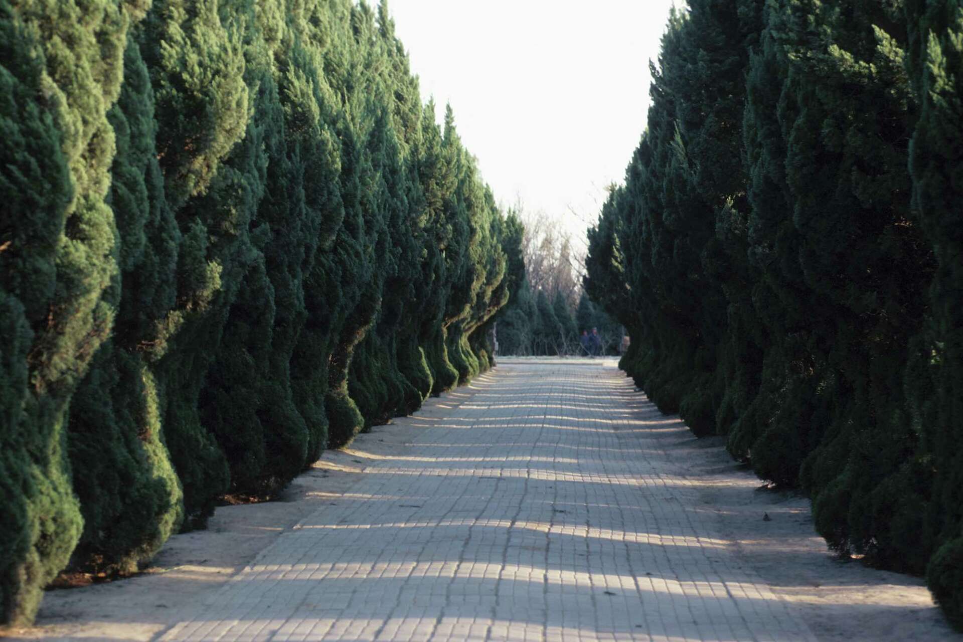 How to Plant Cedar Hedges