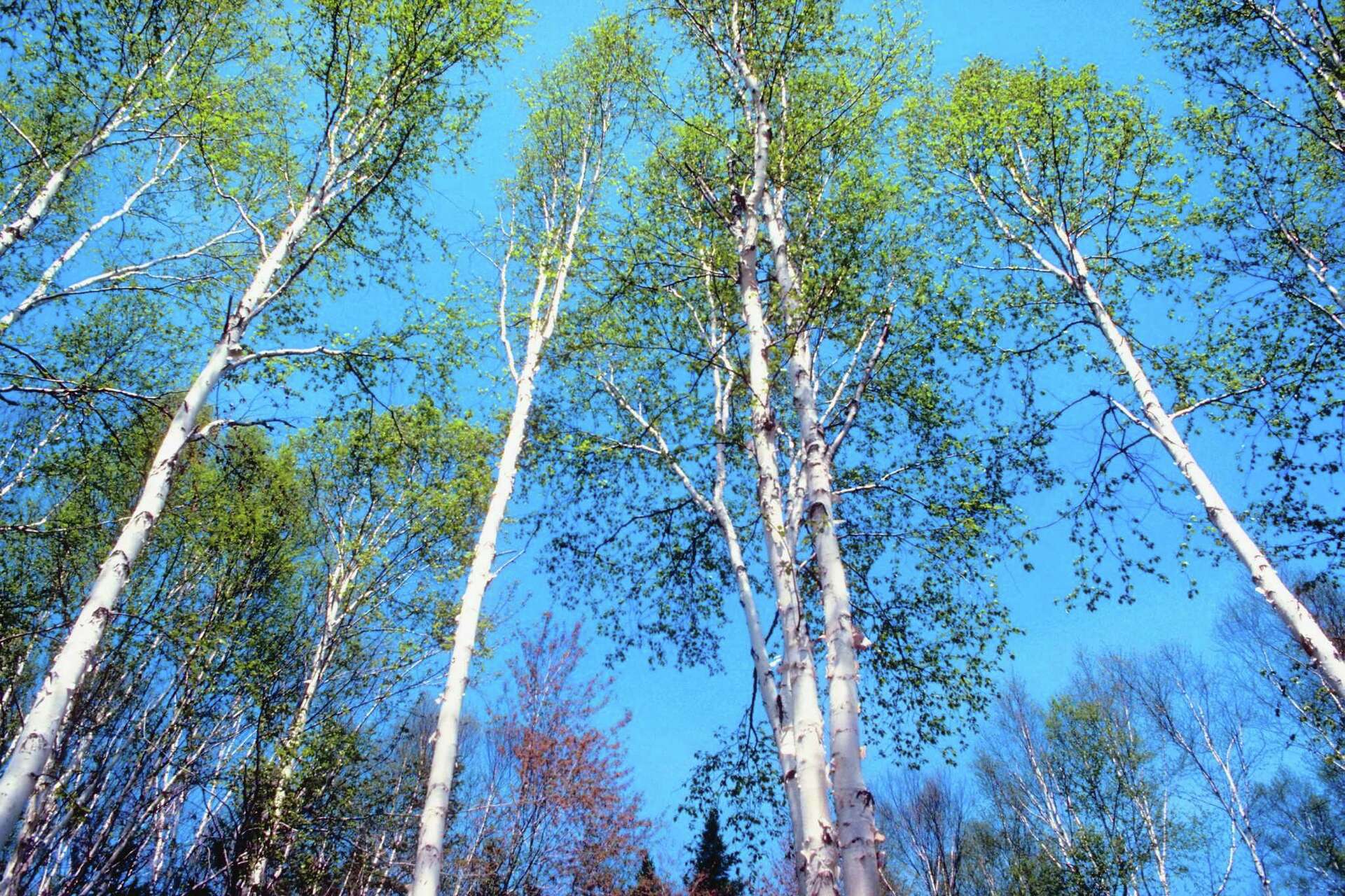 Height of a Birch Tree
