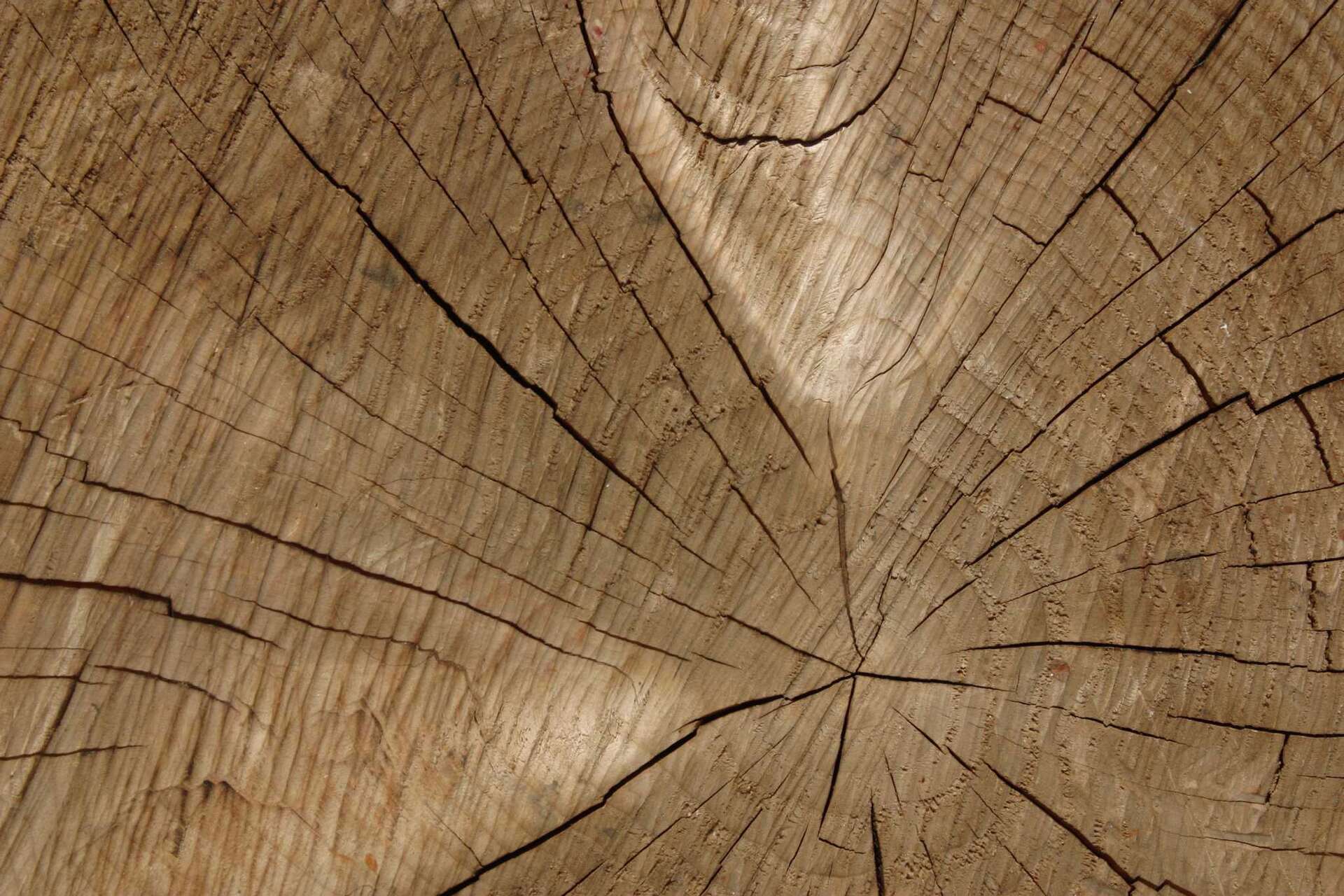 Herbicide to Kill Locust Trees