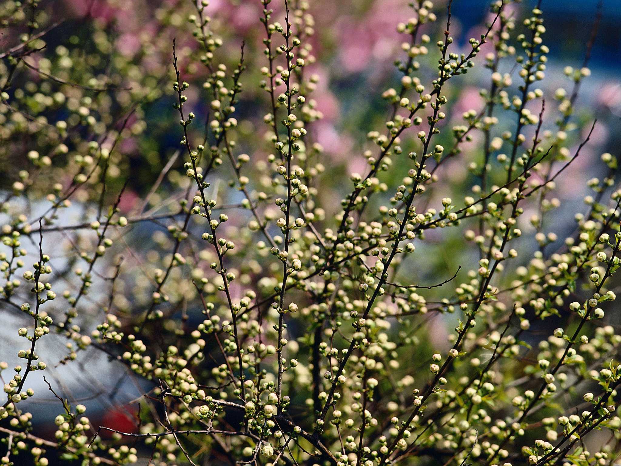 How To Kill Fruitful Shrubs : How To Kill Unwanted Trees And Shrubs – DYKOT