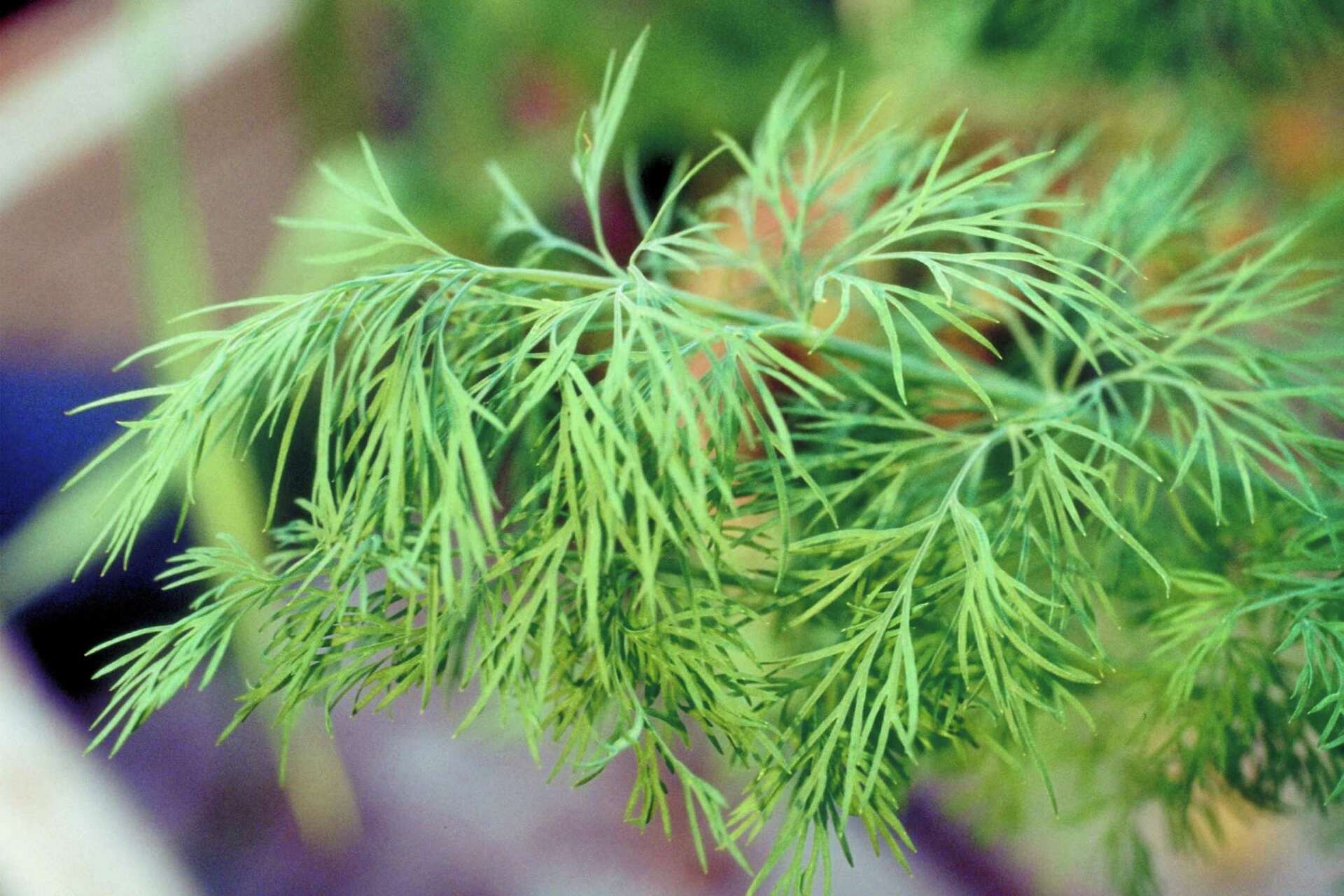 How to Transplant Dill