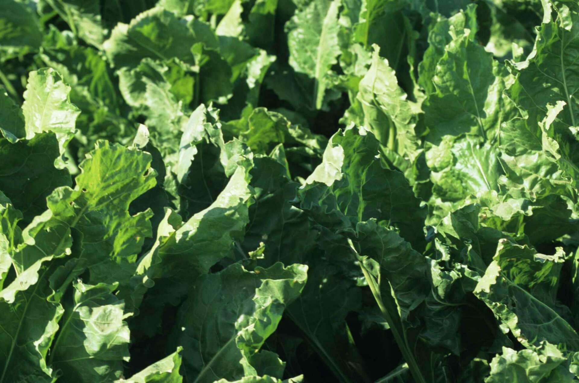 When to Thin Turnips