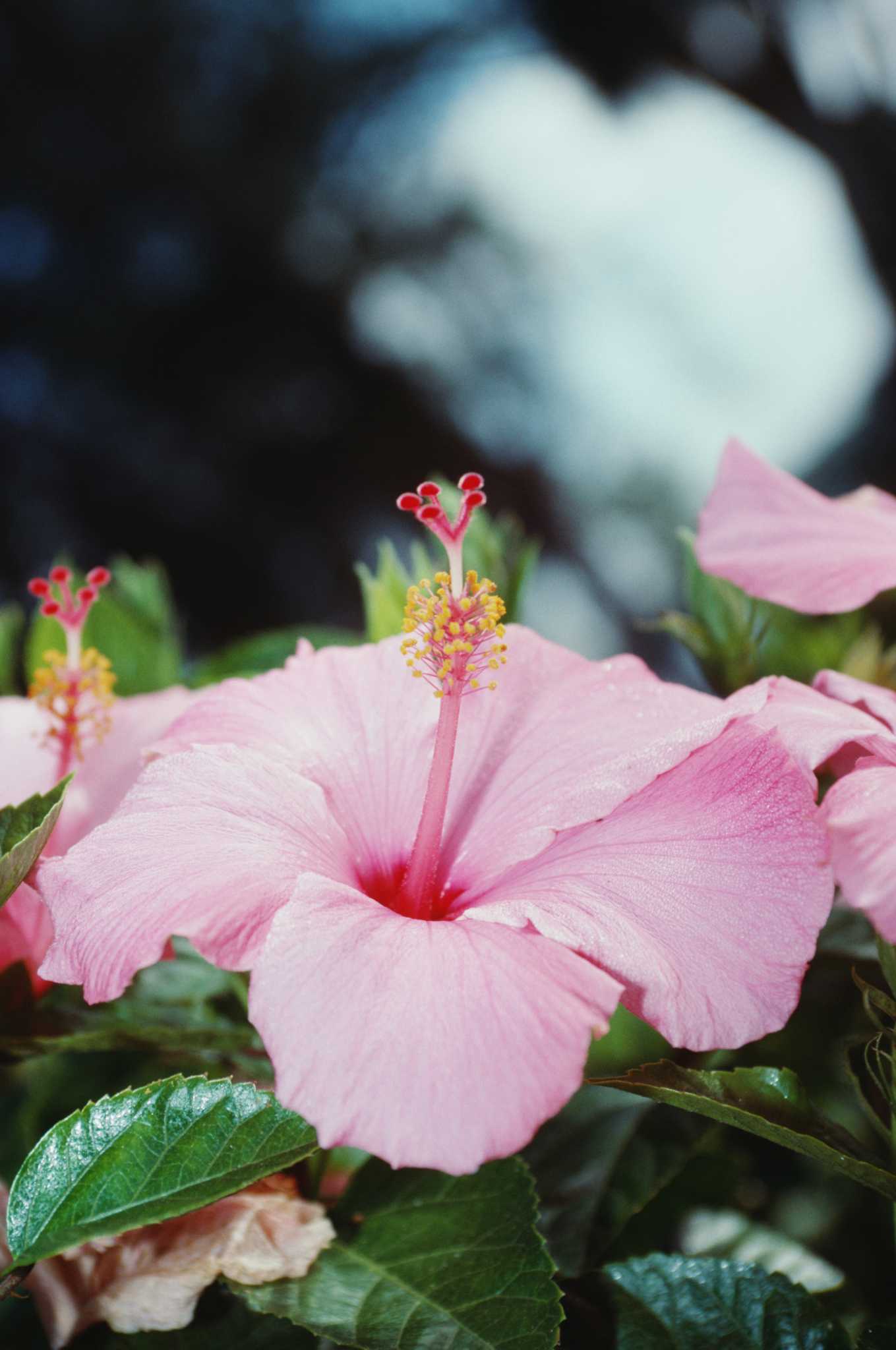 Types of Rose of Sharon