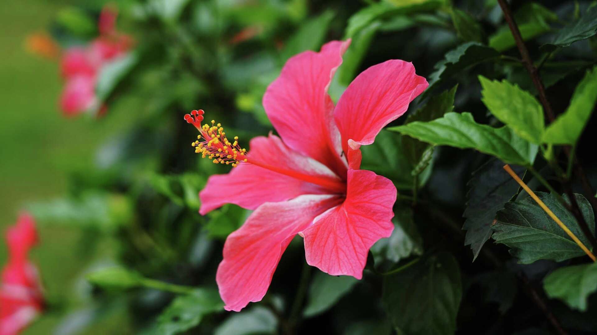 When to Cut Hibiscus Back & Hibiscus Pruning Tips
