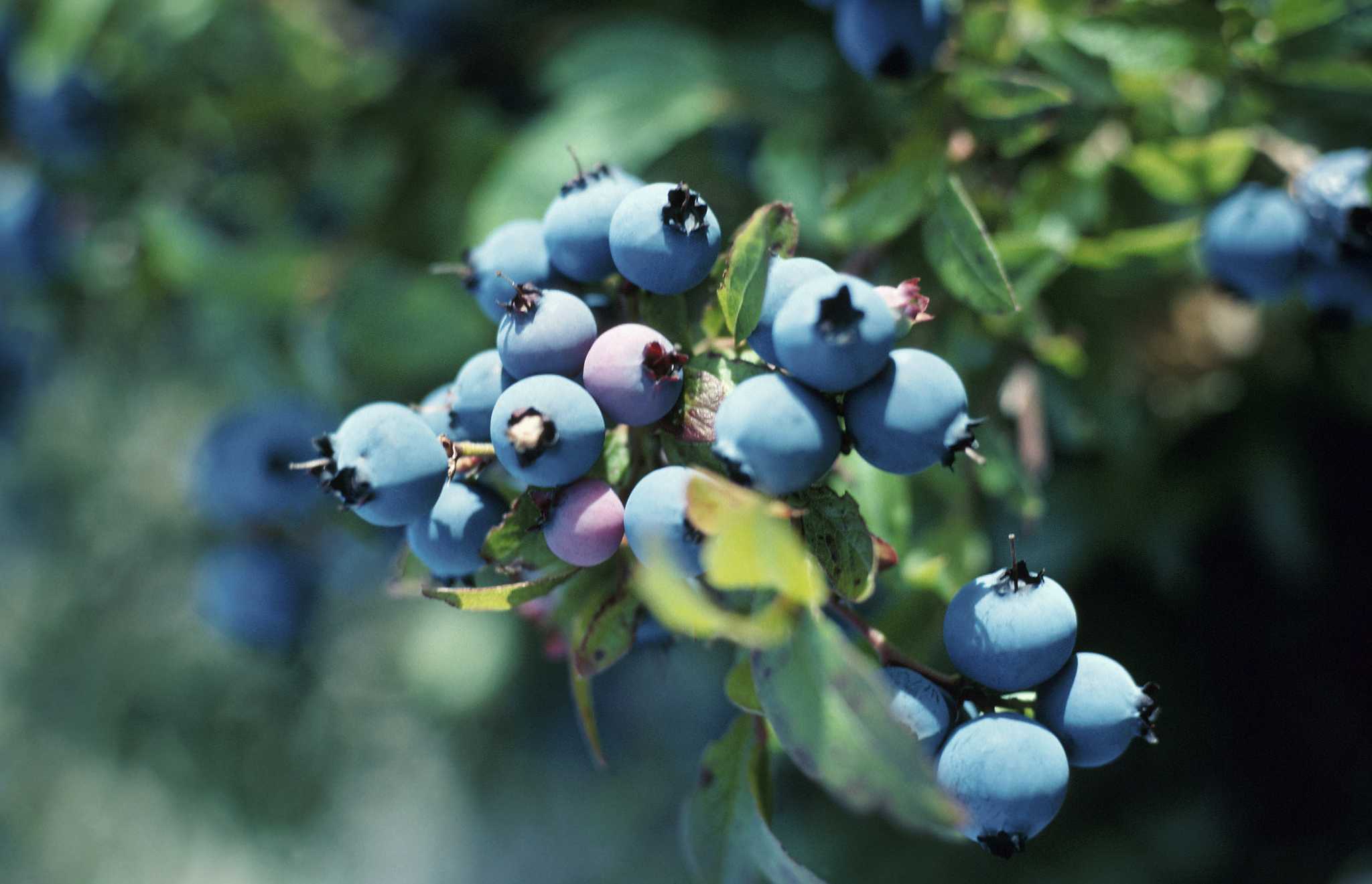 Highbush Blueberry Culture