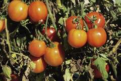 Why Do My Homegrown Tomatoes Have Lines or Slits?