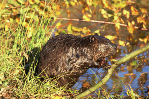 Homemade Beaver Repellent
