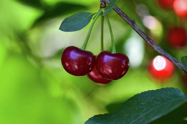 Homemade Dormant Oil Spray For Fruit Trees