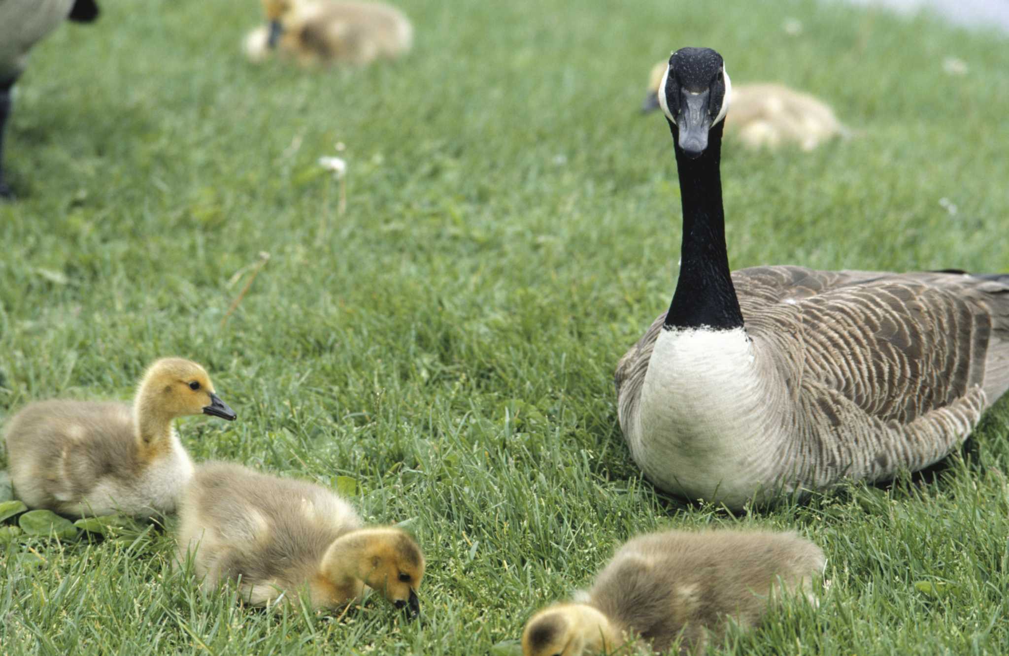 Homemade Goose Repellent Decoys