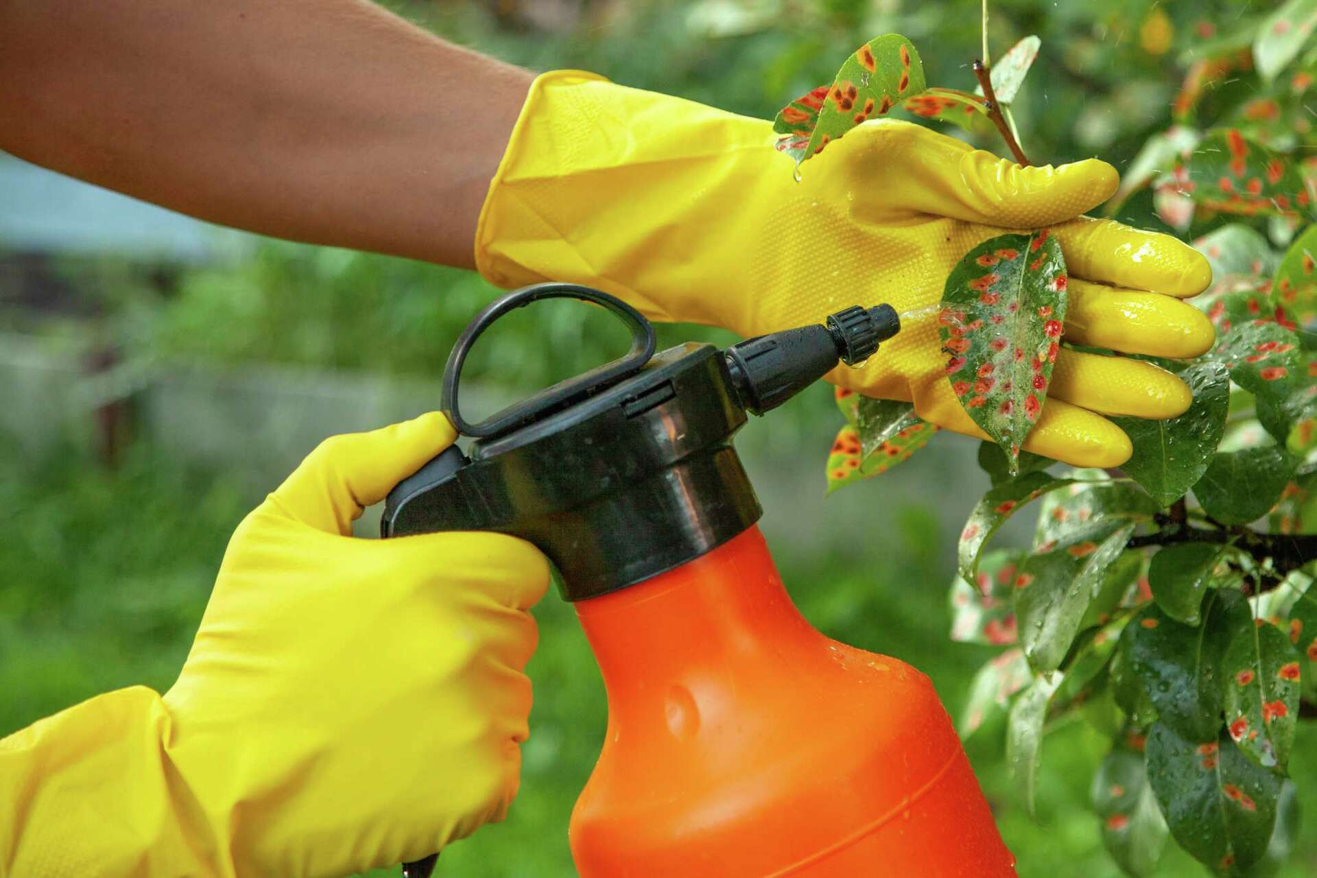 Borax weed killer store