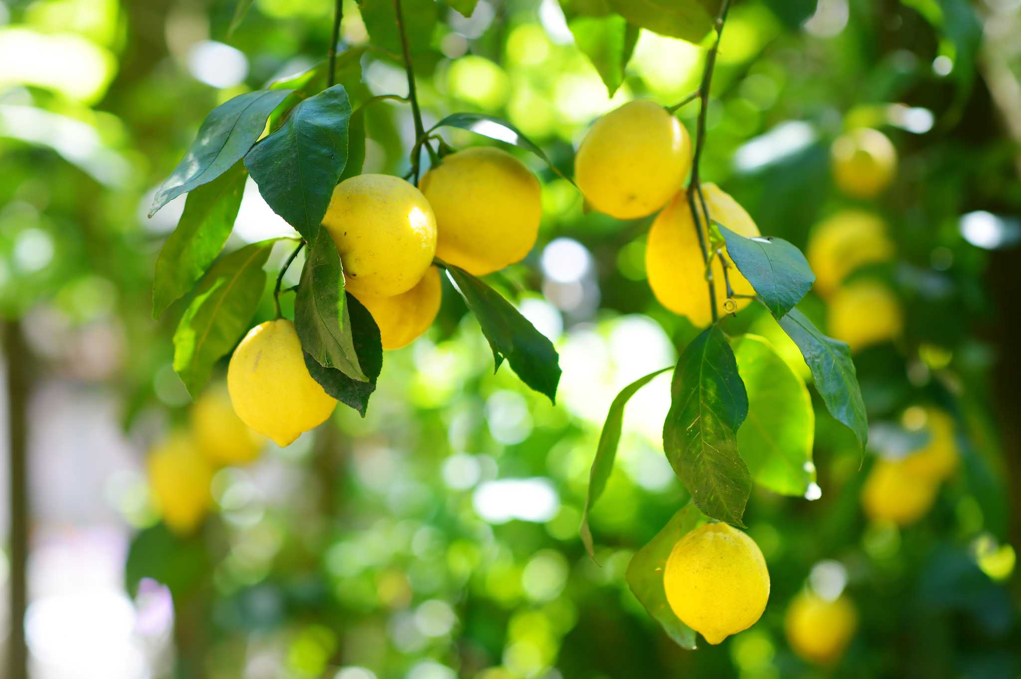 Homemade Lemon Tree Fungal & Pest Spray