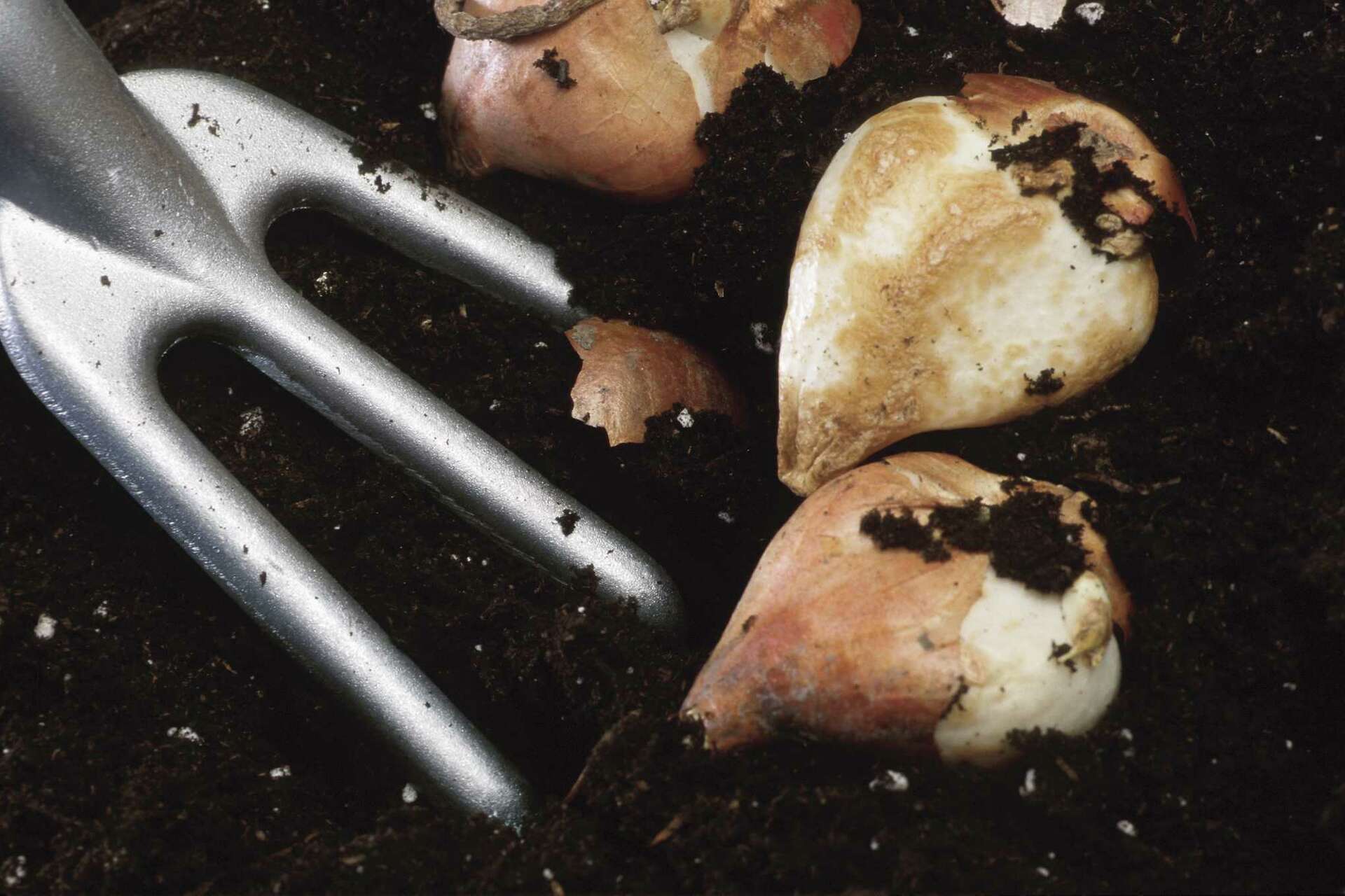 Homemade Natural Fungicide for Storing Bulbs