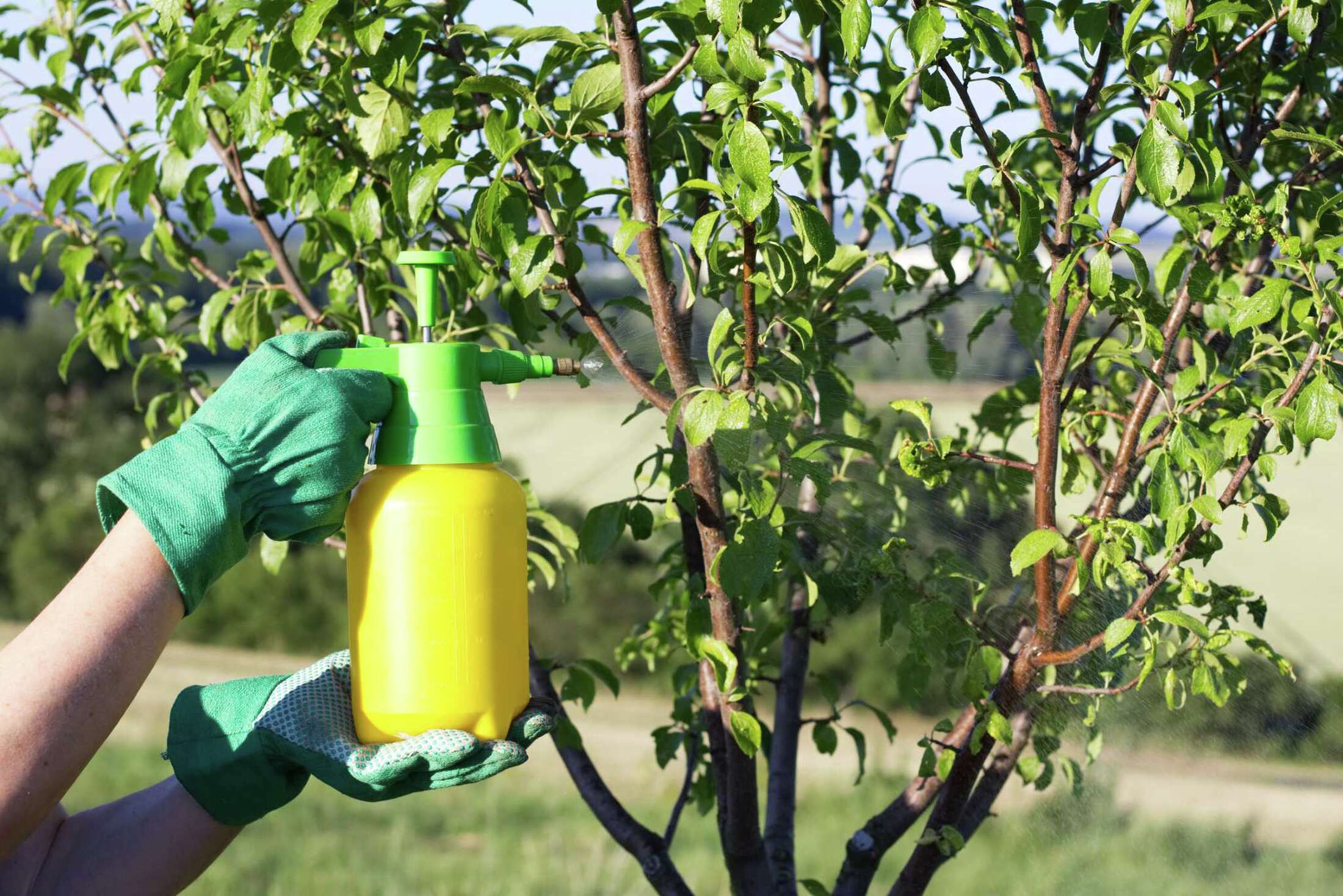 Homemade Organic Pesticide for Fruit Trees
