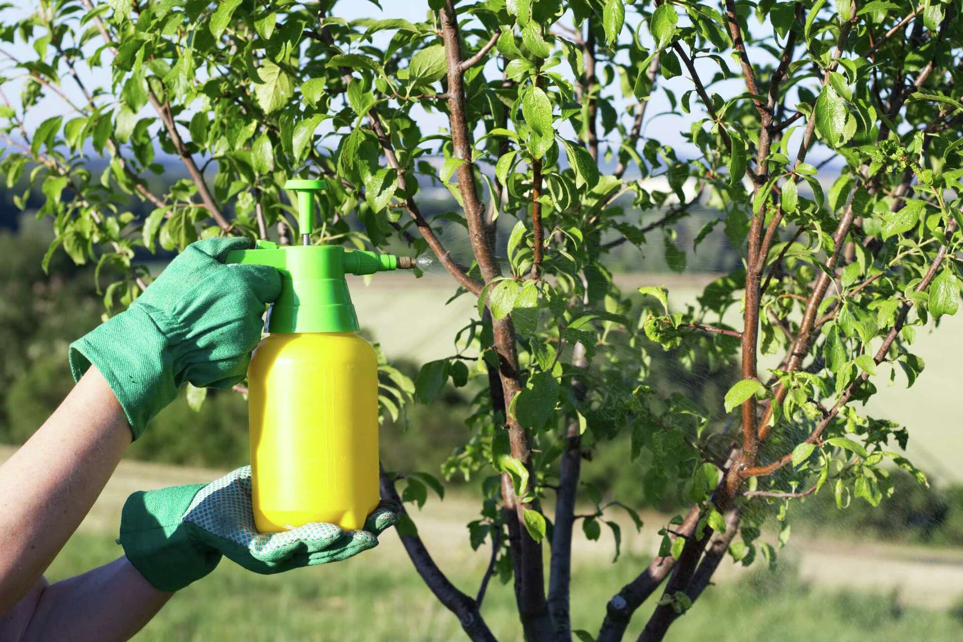 Homemade Organic Pesticide for Fruit Trees