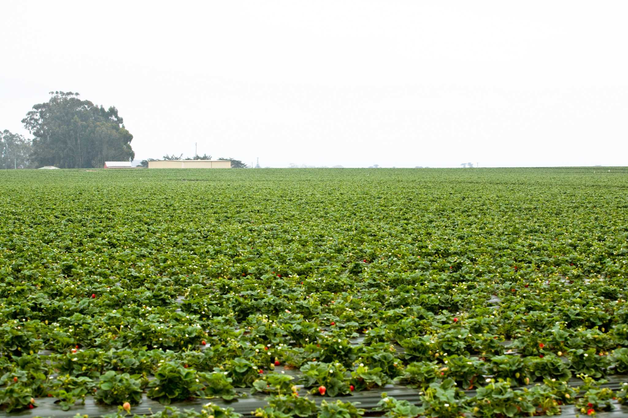 Homemade Plastic Mulch Layers