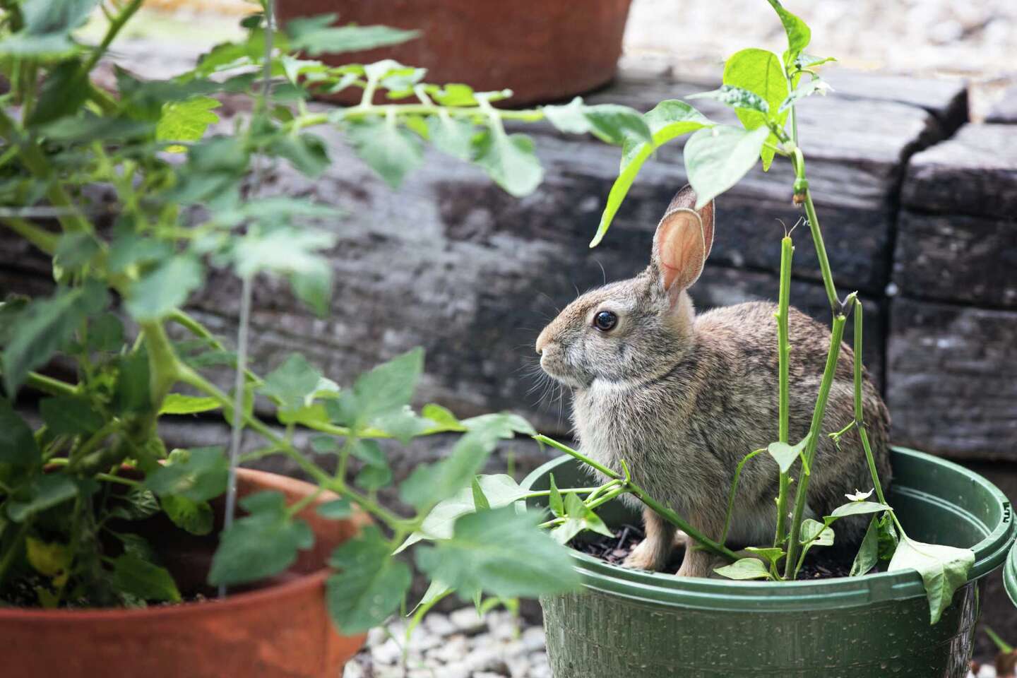 Homemade Rabbit Repellent Using Ammonia