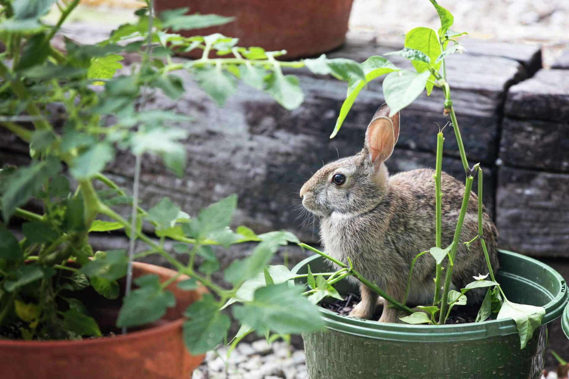 Homemade Rabbit Repellent Using Ammonia