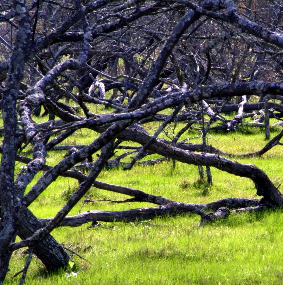 Types of Spiny Trees