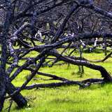 How to Tell If a Mesquite Tree Is Dying