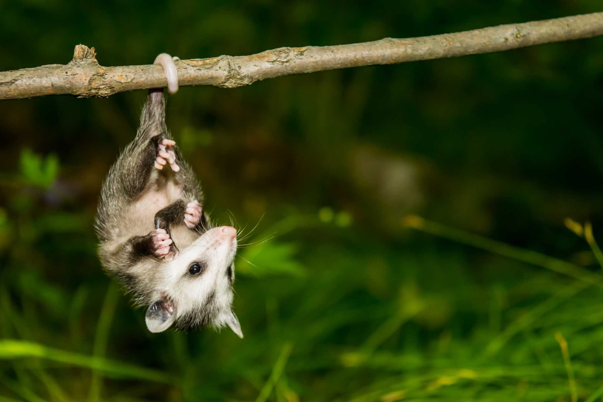 Home Remedies to Get Rid of a Possum