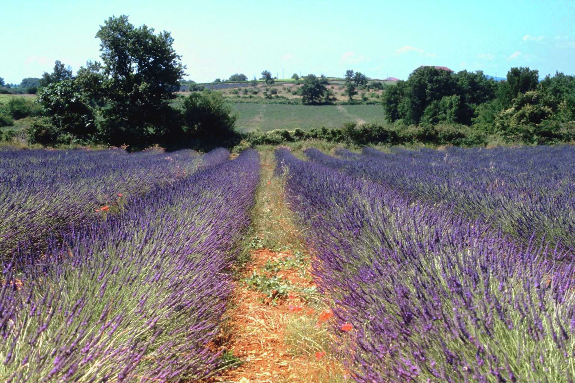 Parts of Lavender Plants
