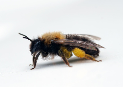 How Do Bees Store Pollen?