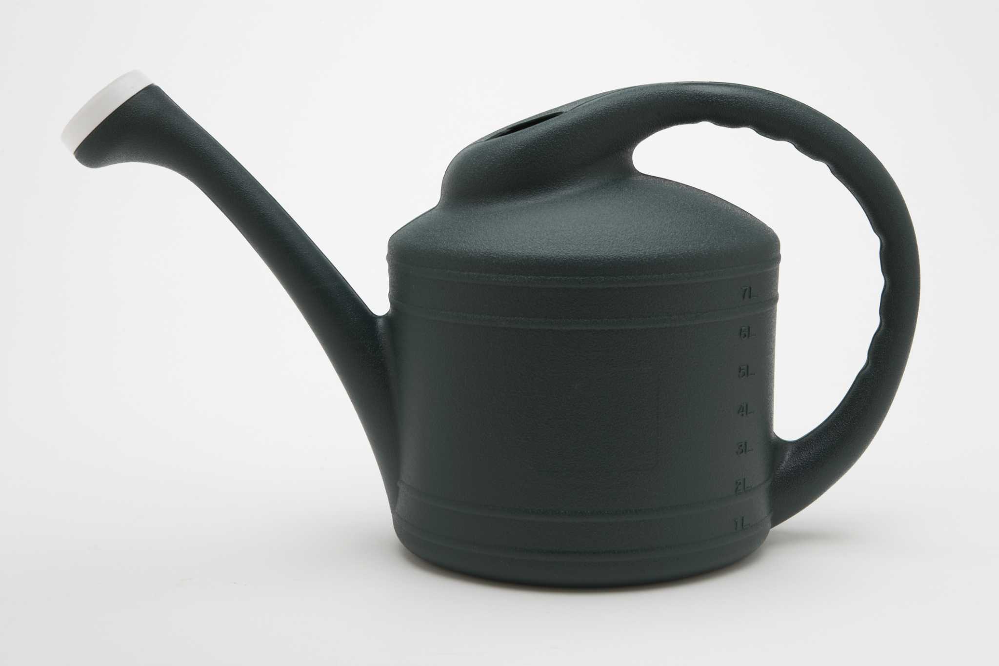 How to Care for a Dollar Tree Plant