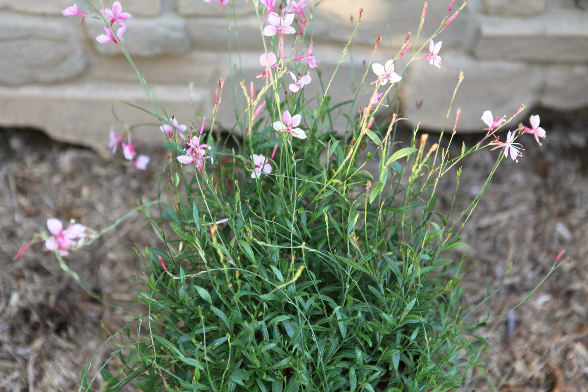 How to Care for a Gaura Plant