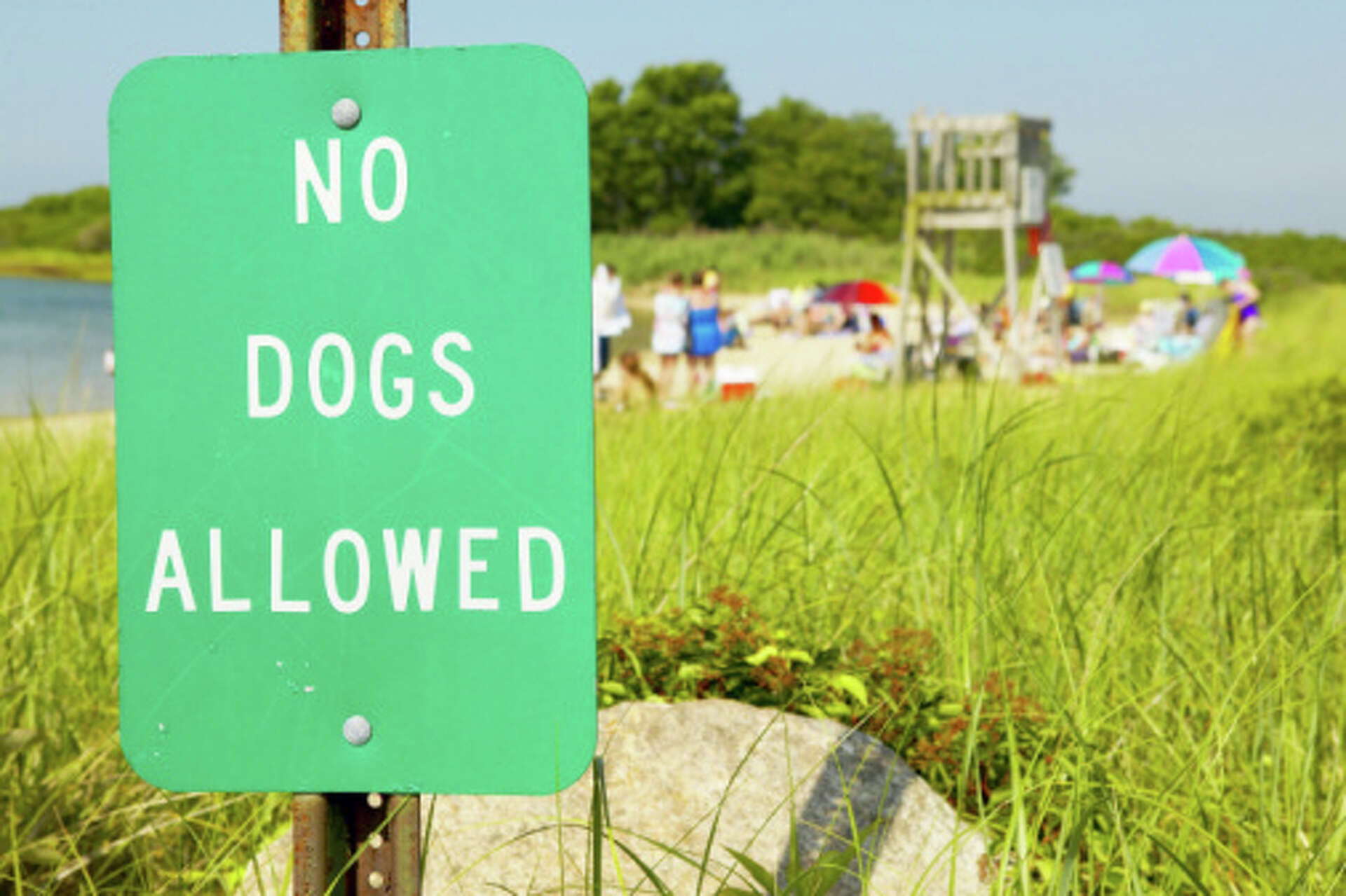 How to Clear Beach Weeds