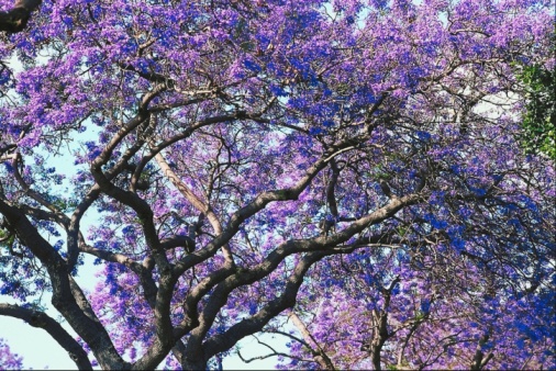 How to Fertilize a Jacaranda Tree