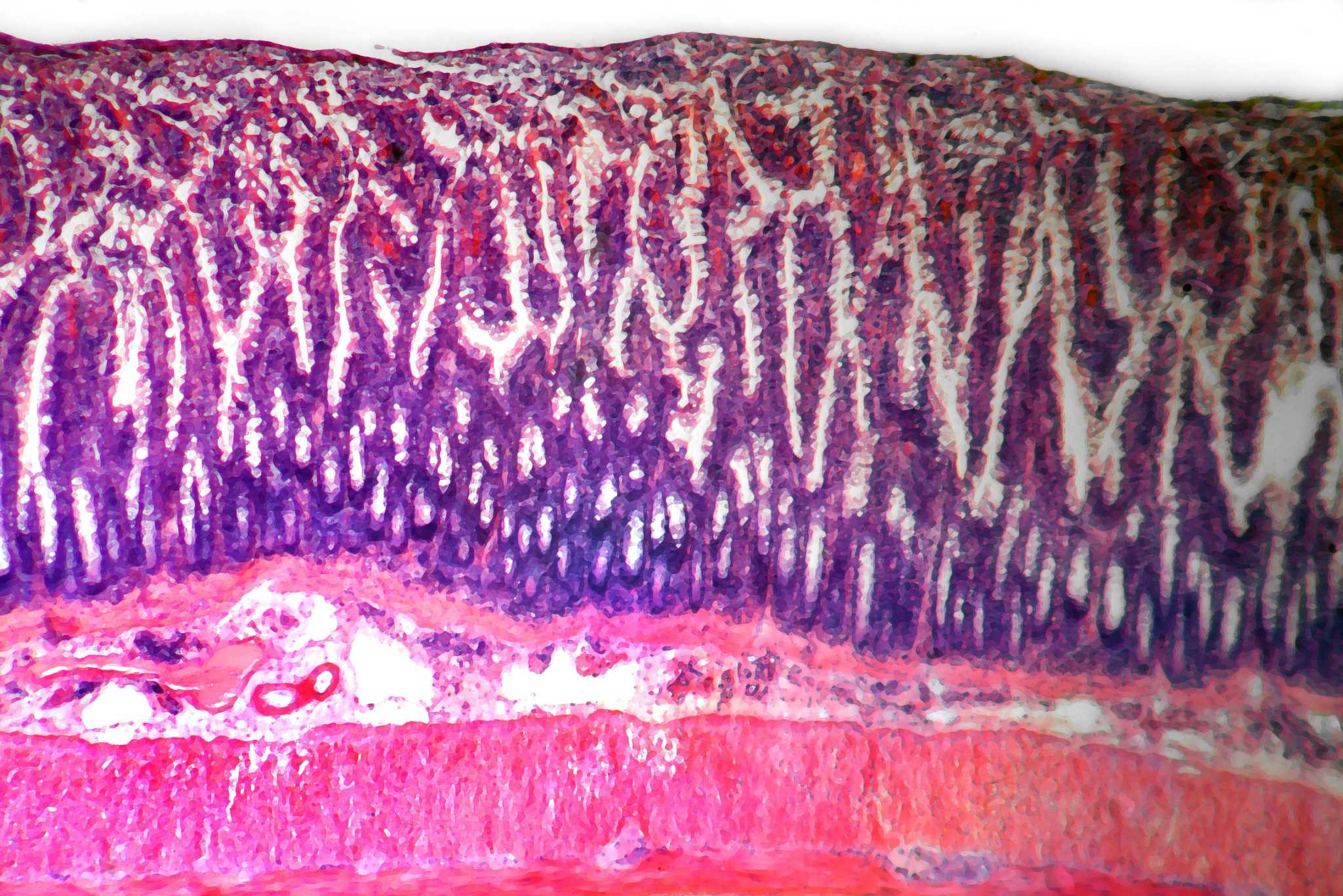 The Importance of Villi and the Small Intestine to the Digestion of ...