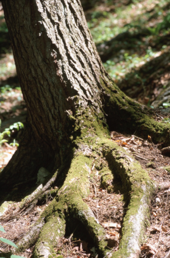 How to Get Rid of Tree Roots in a Yard