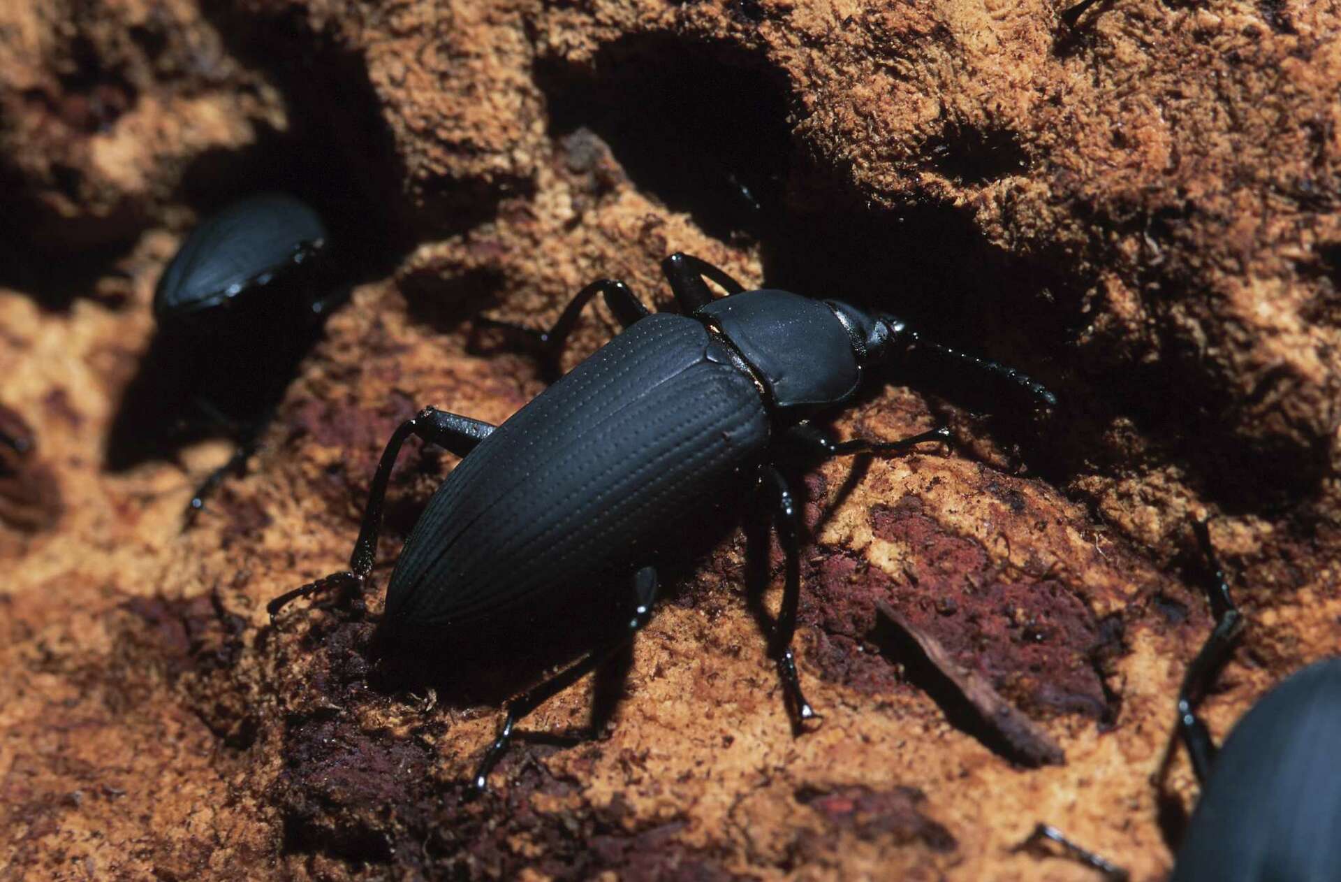How to Identify Black Beetles
