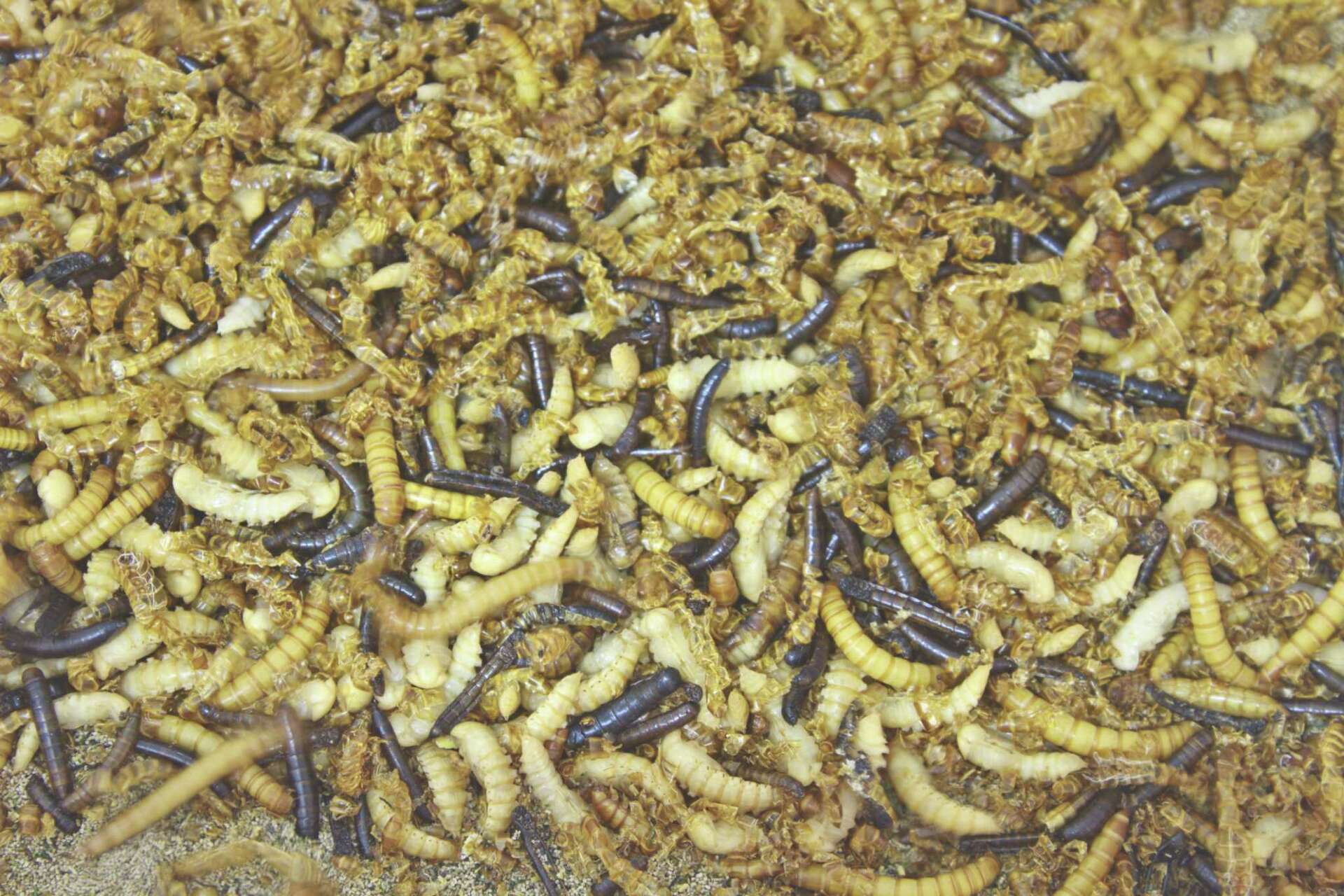 How to Identify Black Beetles