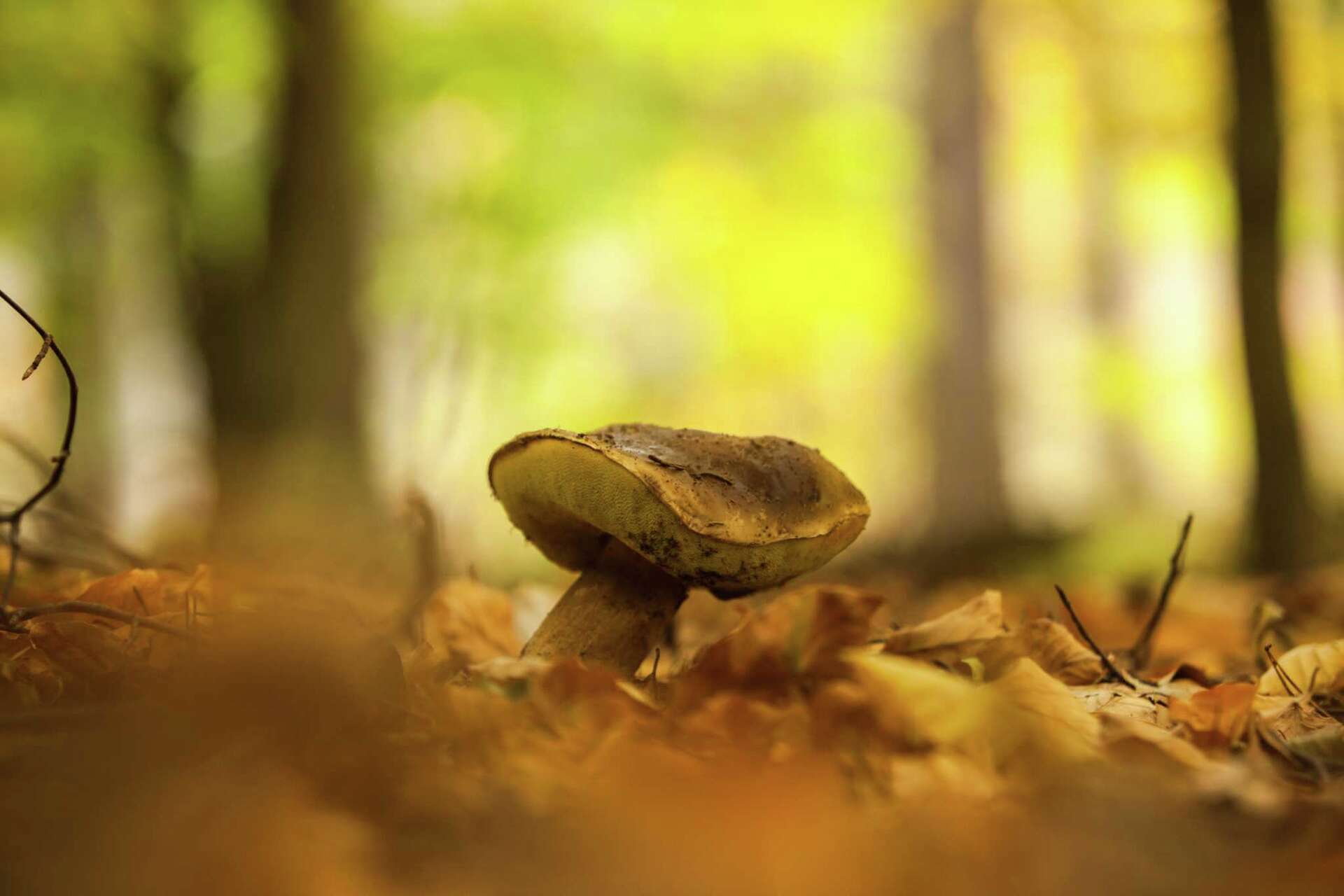 How to Kill Ground Fungus