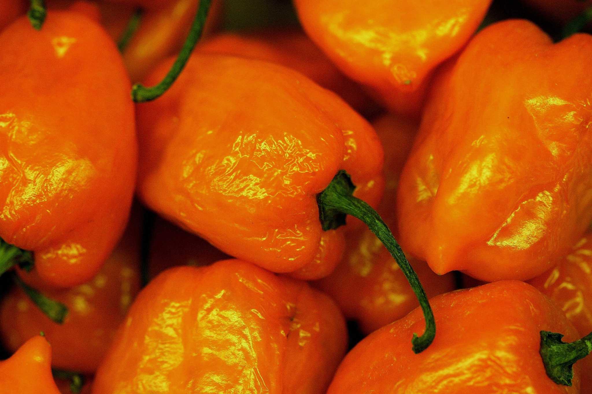 How to Make a Natural Raccoon Repellent