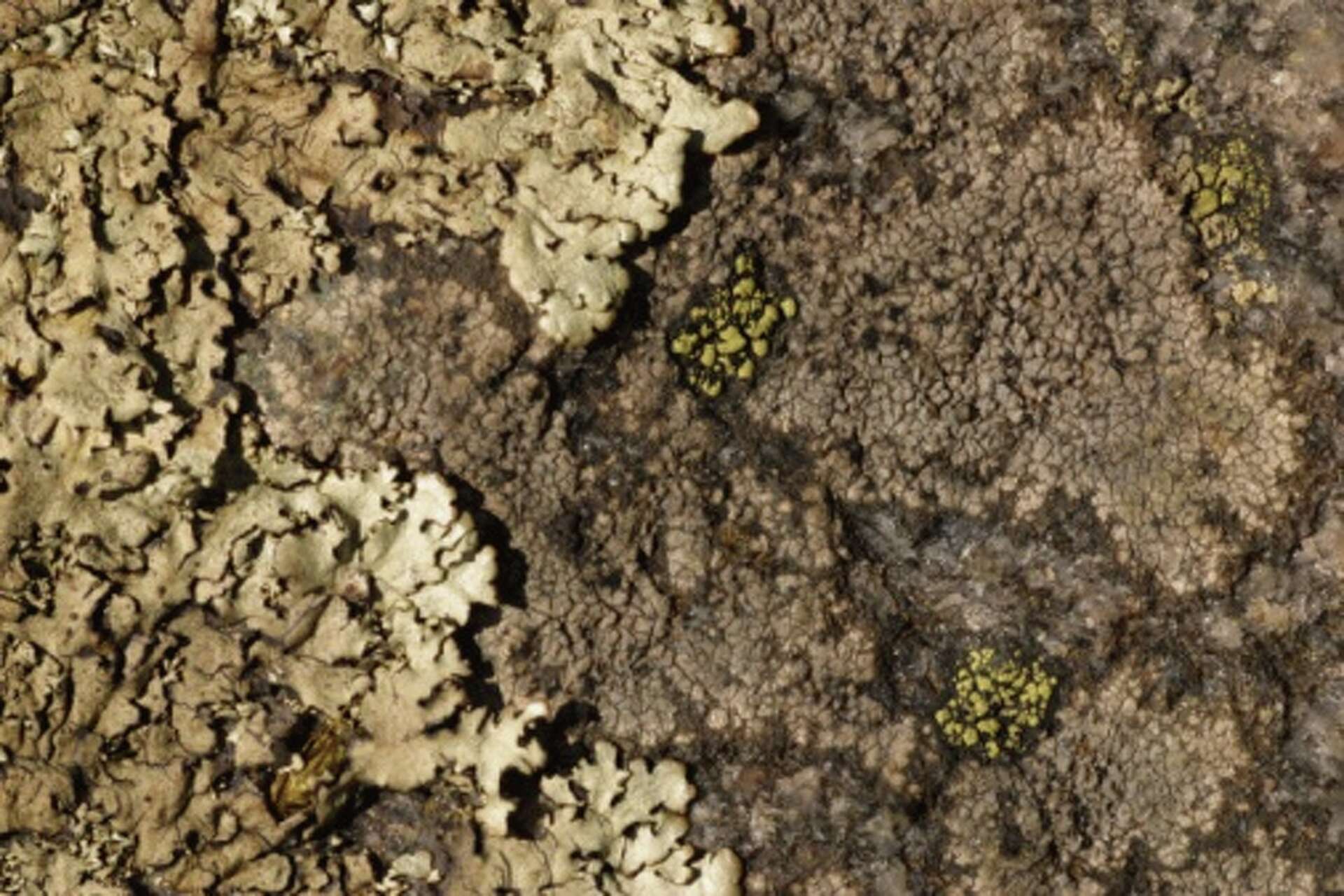 How to Remove Mold From Sandstone