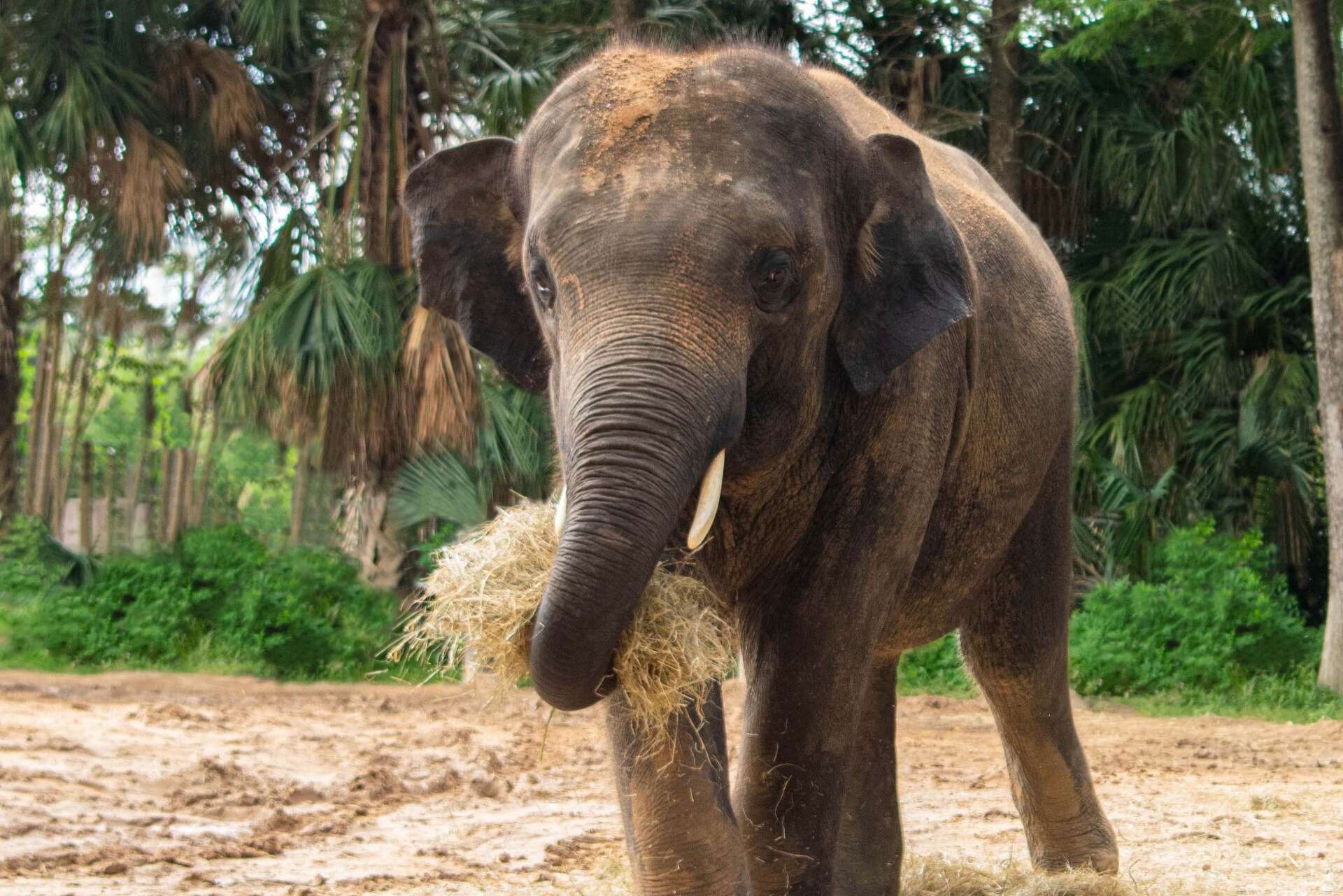 Popular Houston Zoo elephant is moved to the Denver Zoo