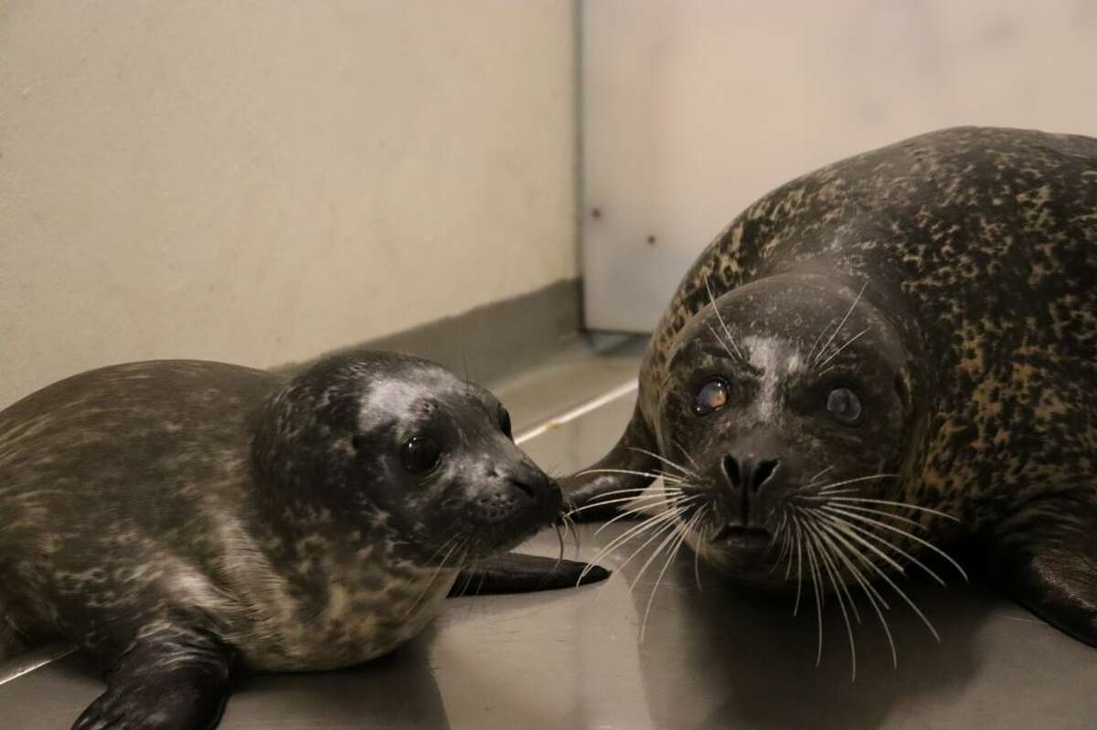 Norwalk's Maritime Aquarium welcomes 18-pound baby seal