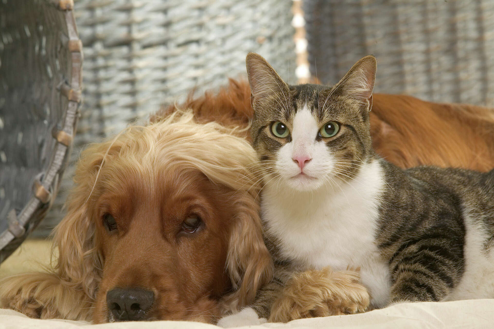 How to build healthy dog-cat relationships, according to an expert