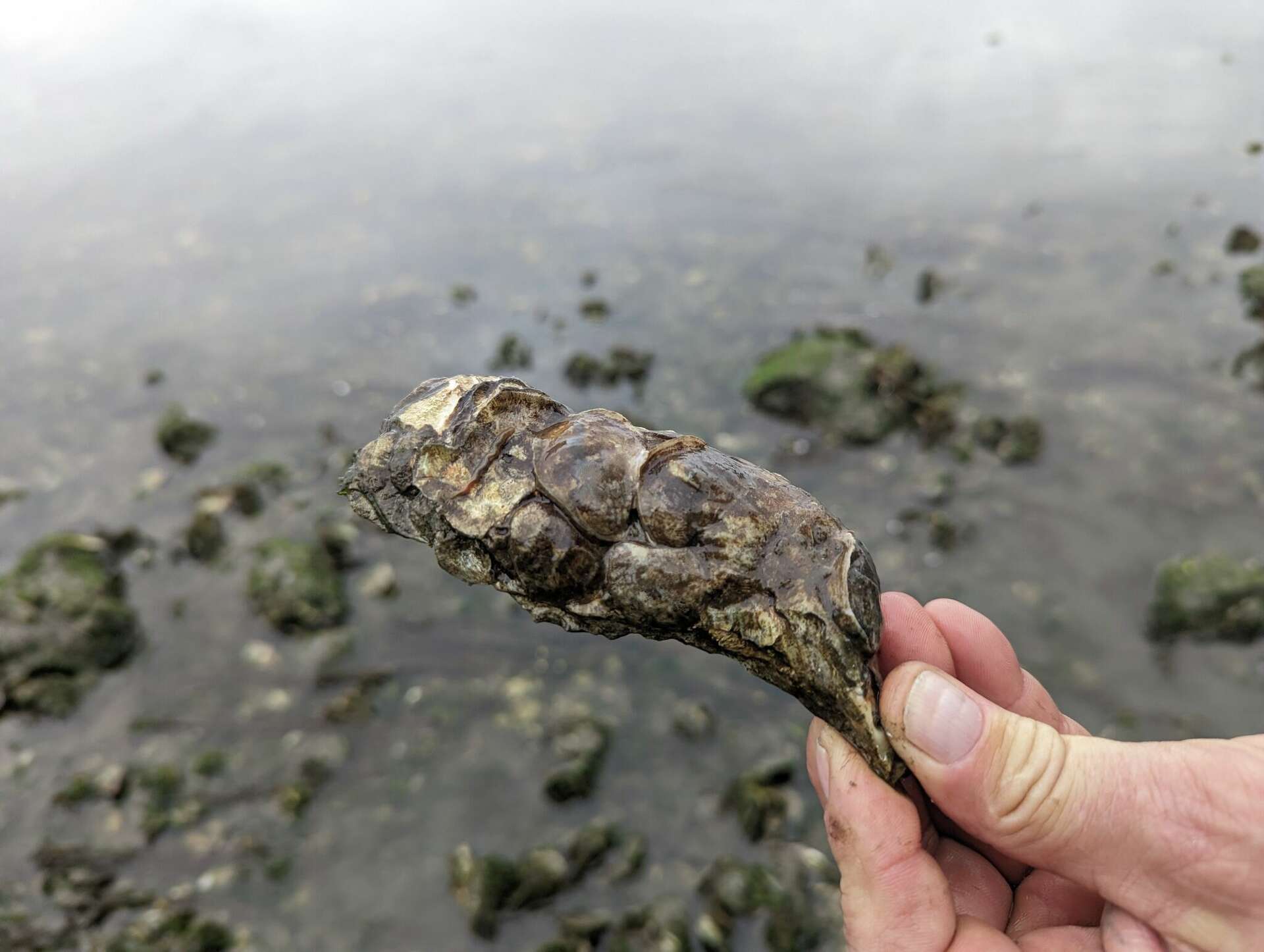 Why oyster shells from CT restaurants are being recycled