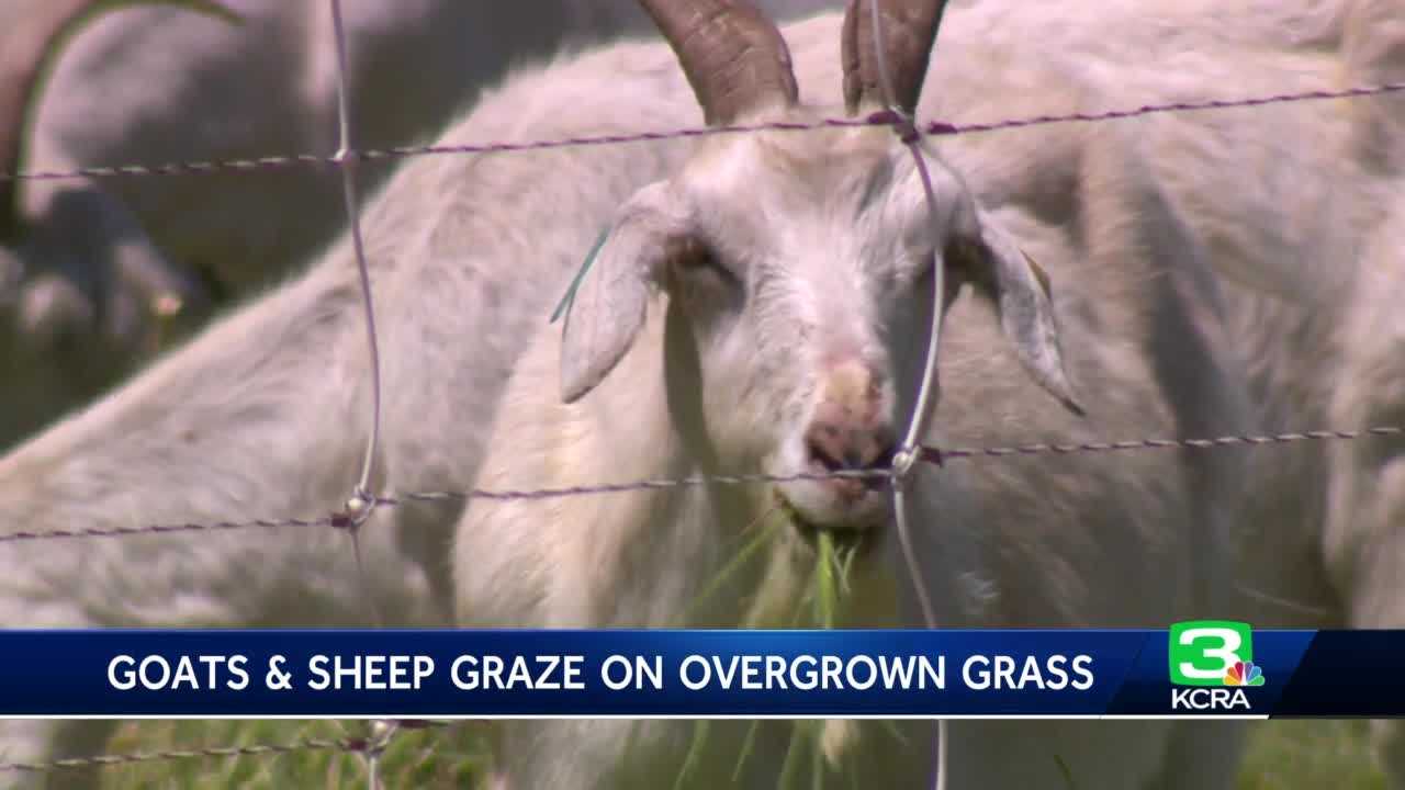 They're baaaack: California cities bring in goats, sheep to feast on ...