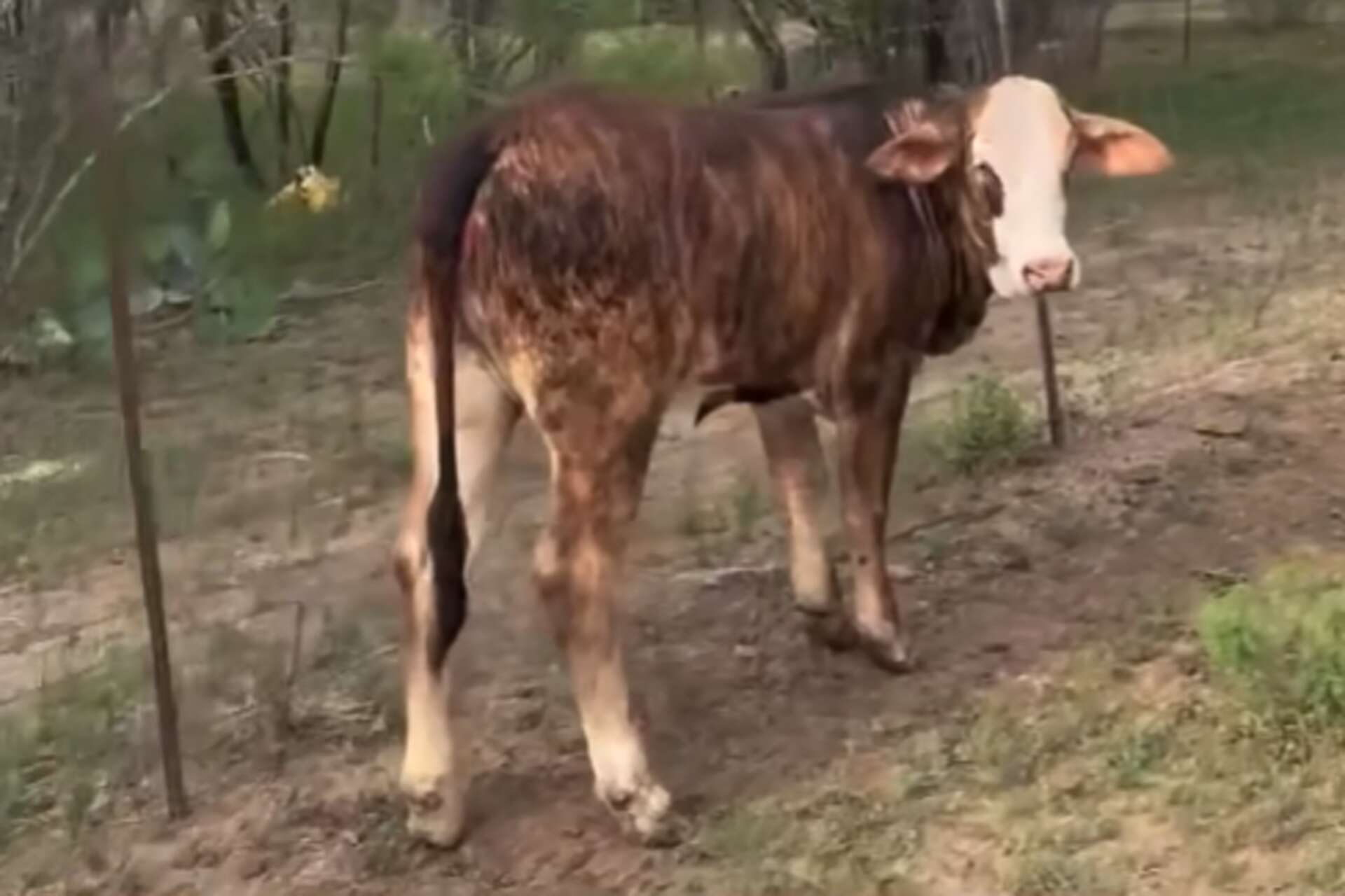 Mystery surrounds shooting deaths of Bexar County cows