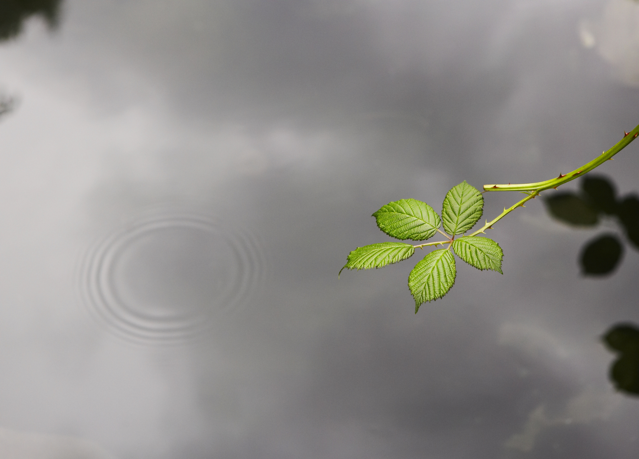 Raspberry Plant Disease