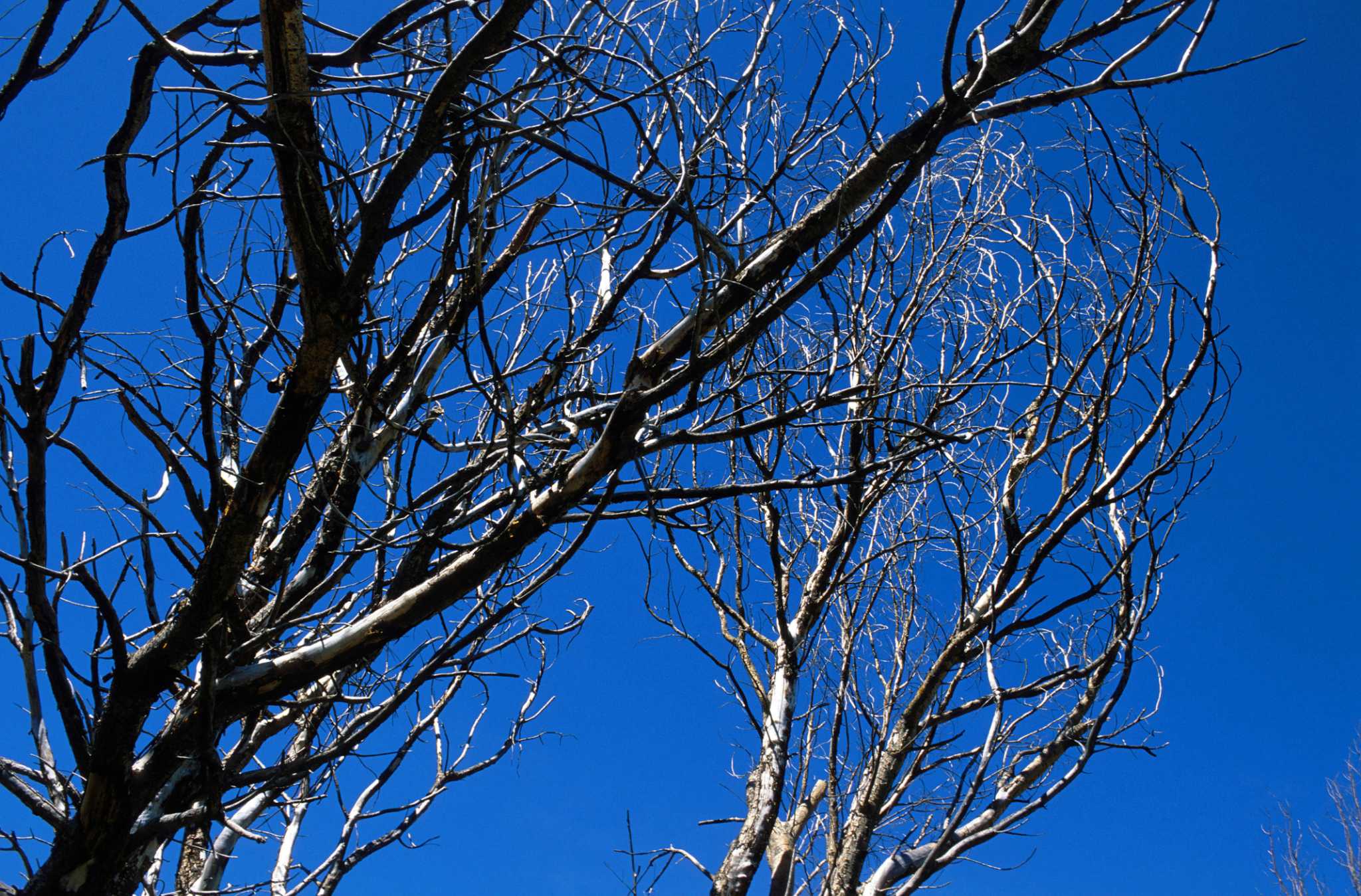 How to Tell if a Backyard Tree is Dead