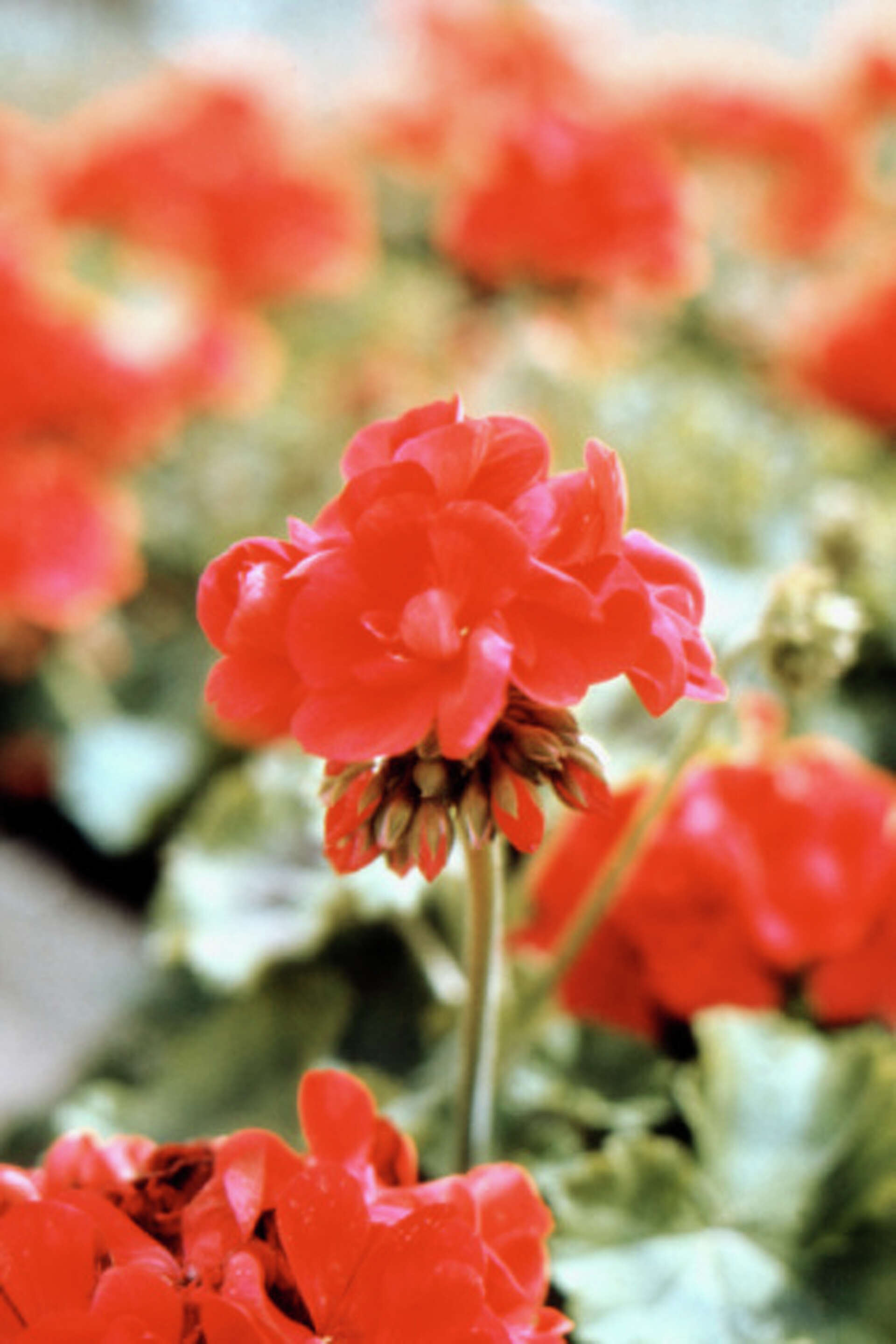 How to Use Hardy Geraniums As Cut Flowers