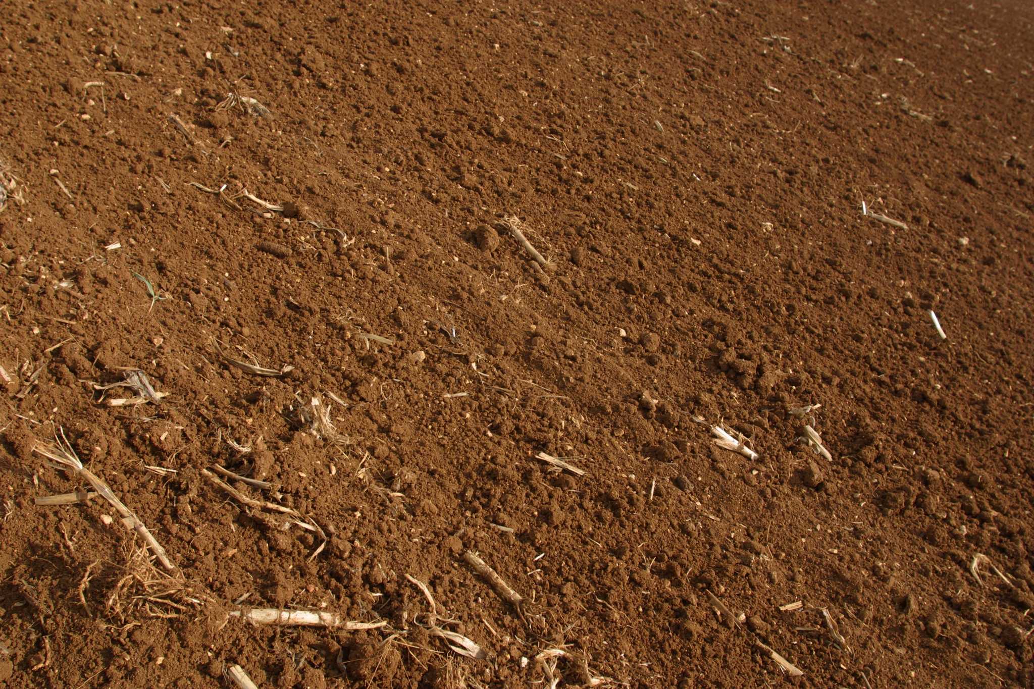 Soil Requirements For Forest Pansy Redbud Trees